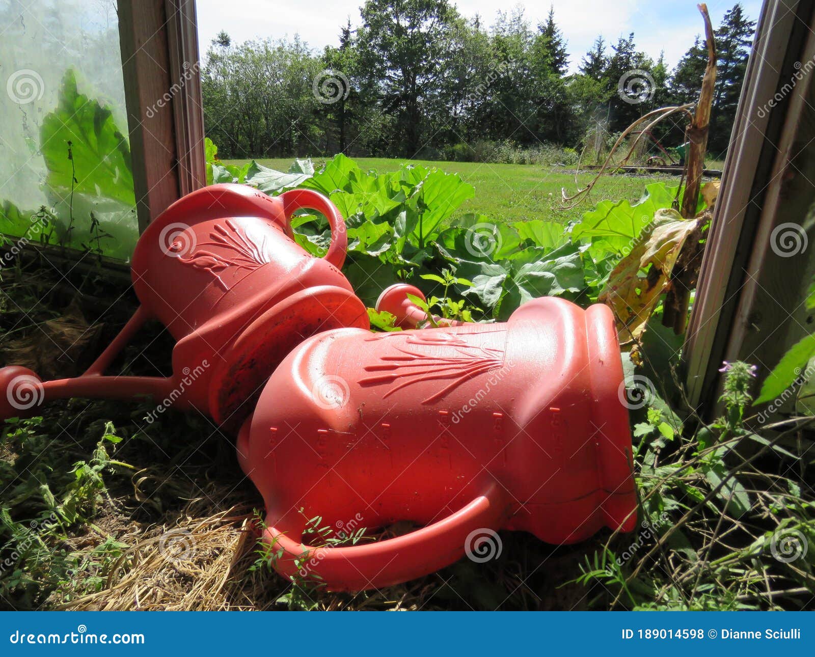 Watering Jugs stock photo. Image of yard, field, tree - 189014598