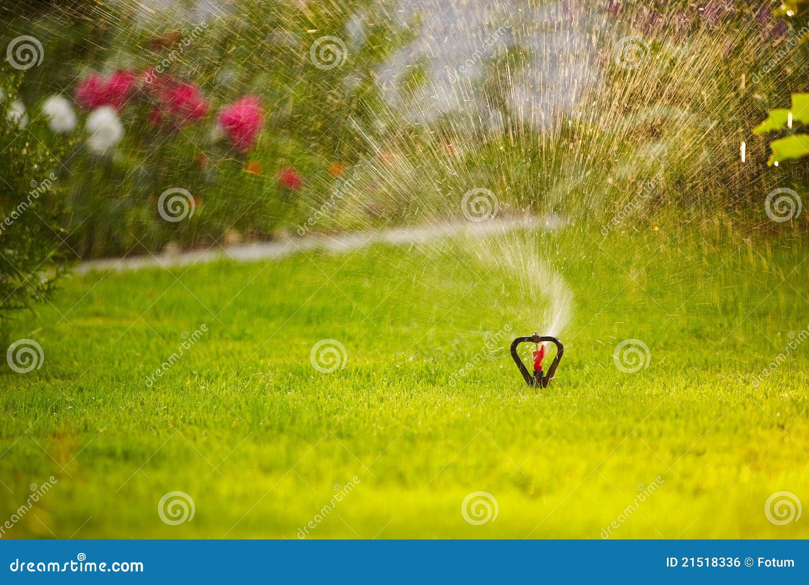 Watering the lown stock photo. Image of morning, drop - 21518336