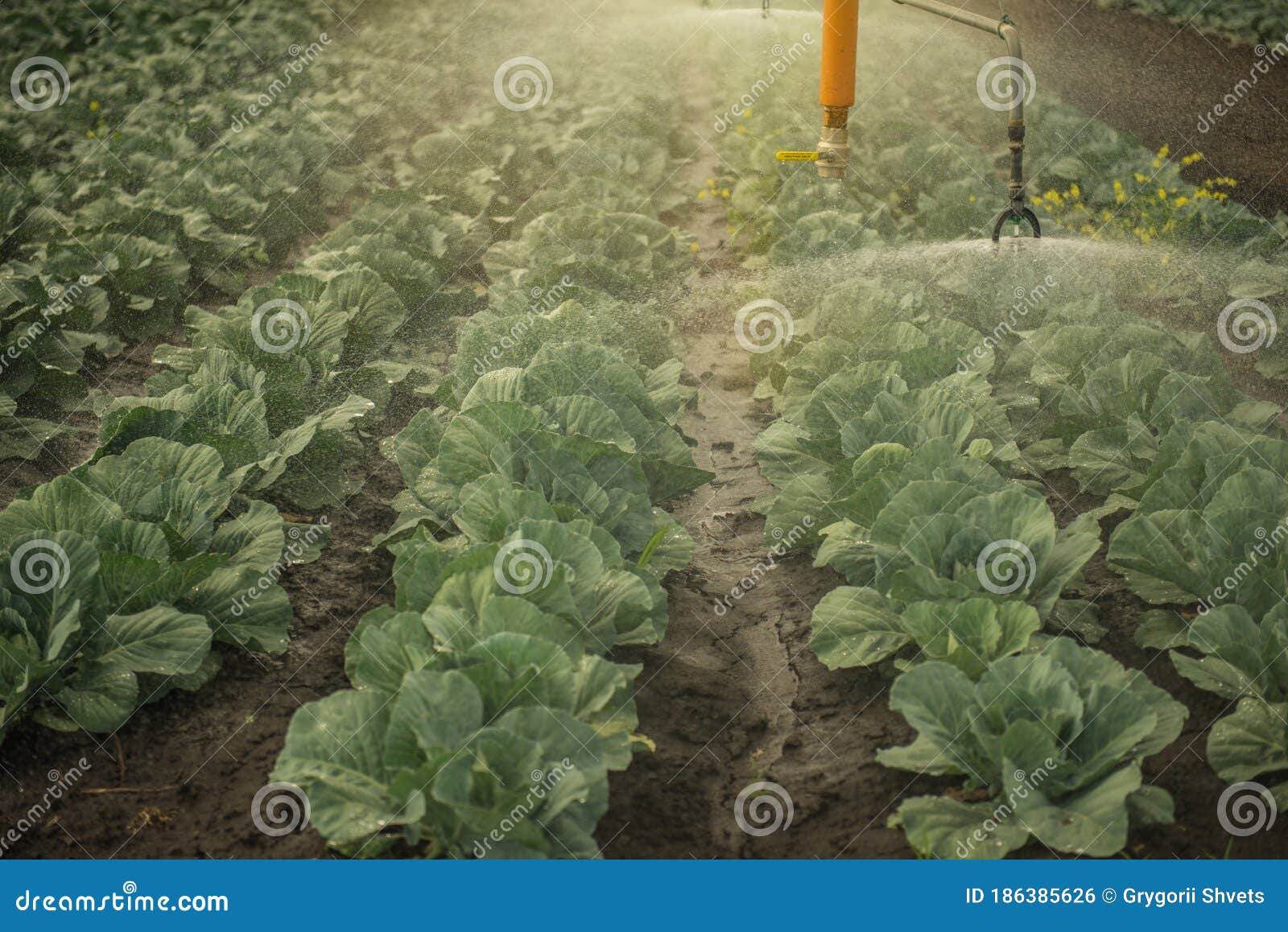 Watering Machine on Cabbage Field Stock Photo - Image of spraying ...