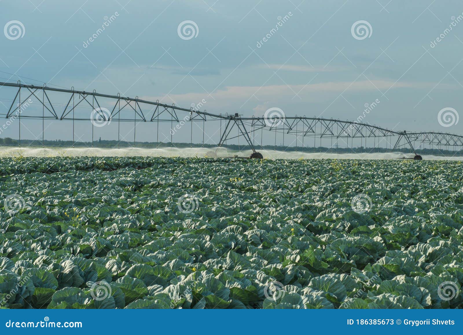 Watering Machine on Cabbage Field Stock Image - Image of vegetables ...