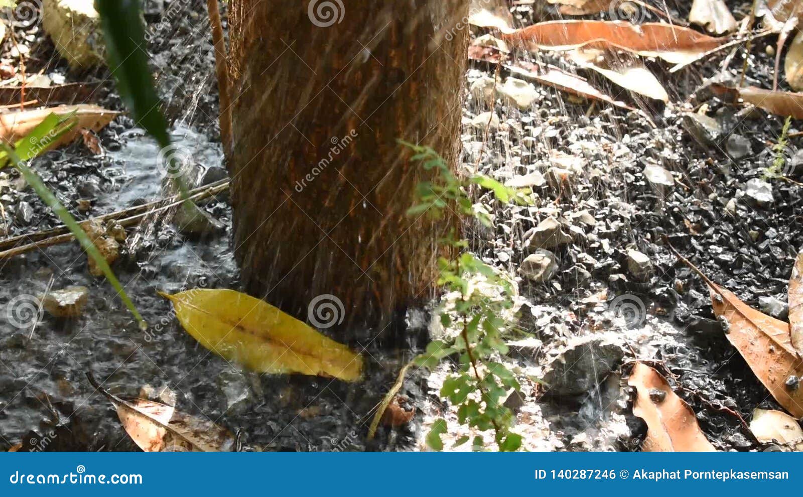 Watering Mango Tree in Farm on Evening Stock Footage - Video of field ...