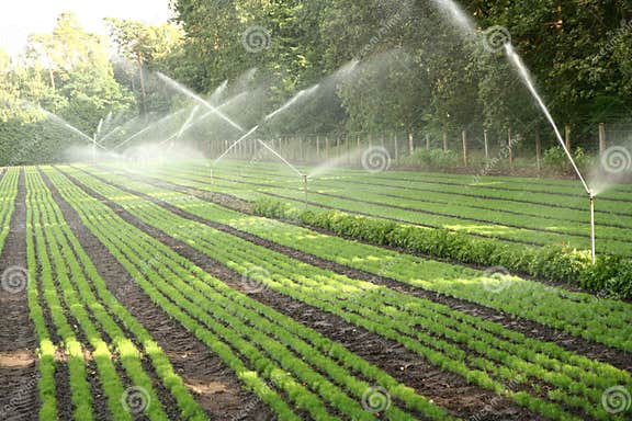 Watering of Nursery Plantation Stock Photo - Image of drop, nursery ...