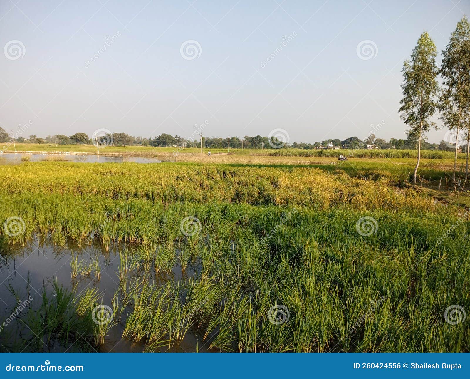 Watering Paddy Fields Stock Photo Stock Photo - Image of pasture ...