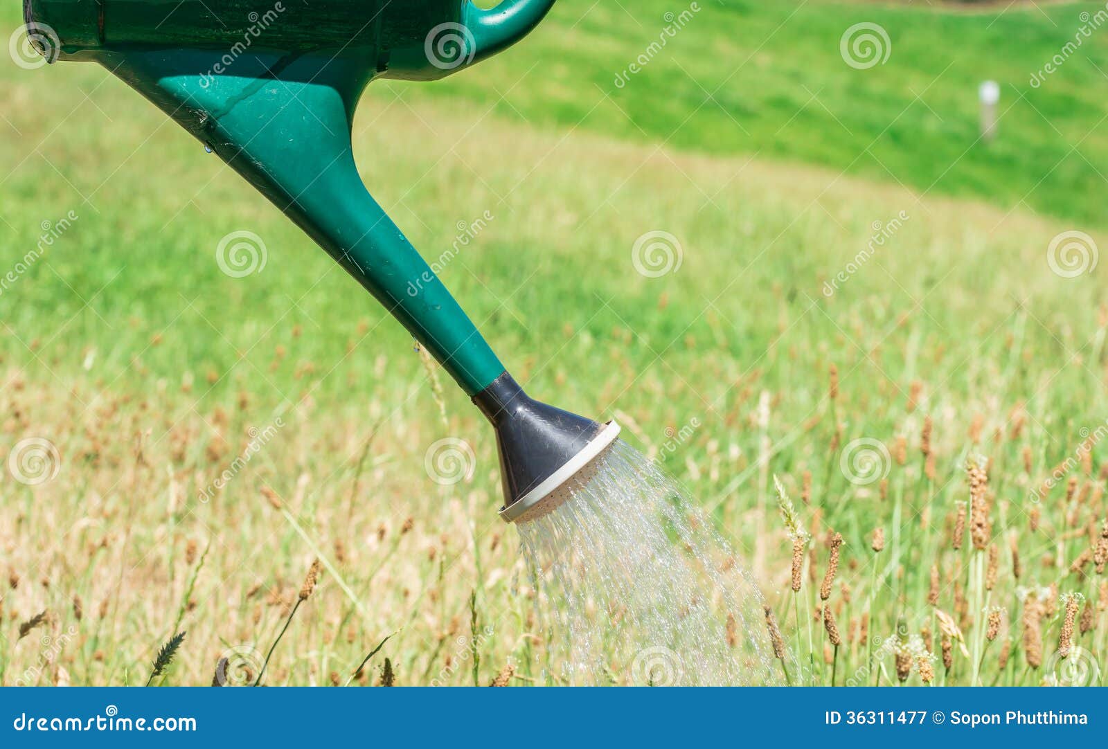 Watering stock image. Image of green, backyard, beautiful - 36311477