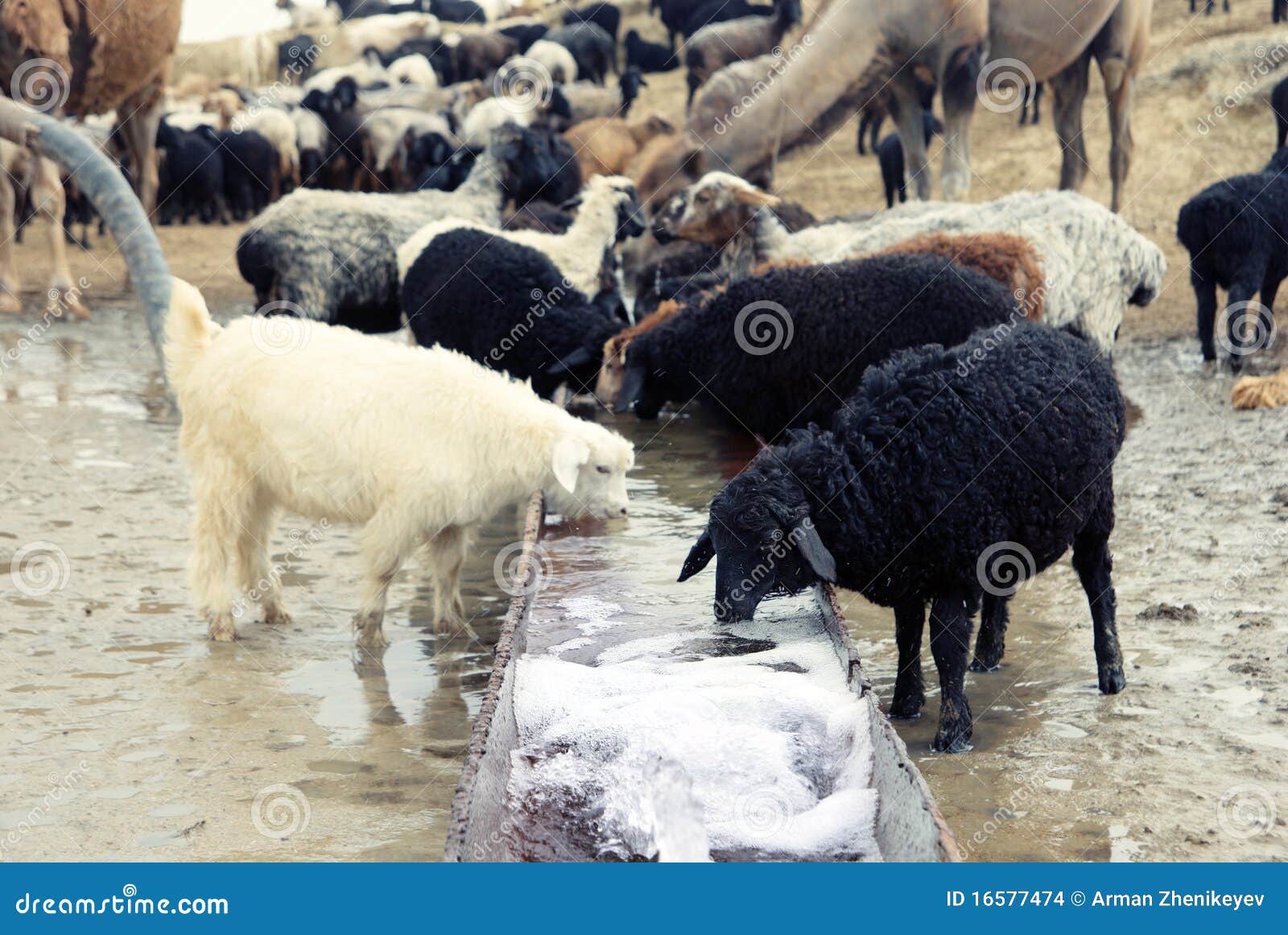 Watering place stock photo. Image of breeding, mutton - 16577474