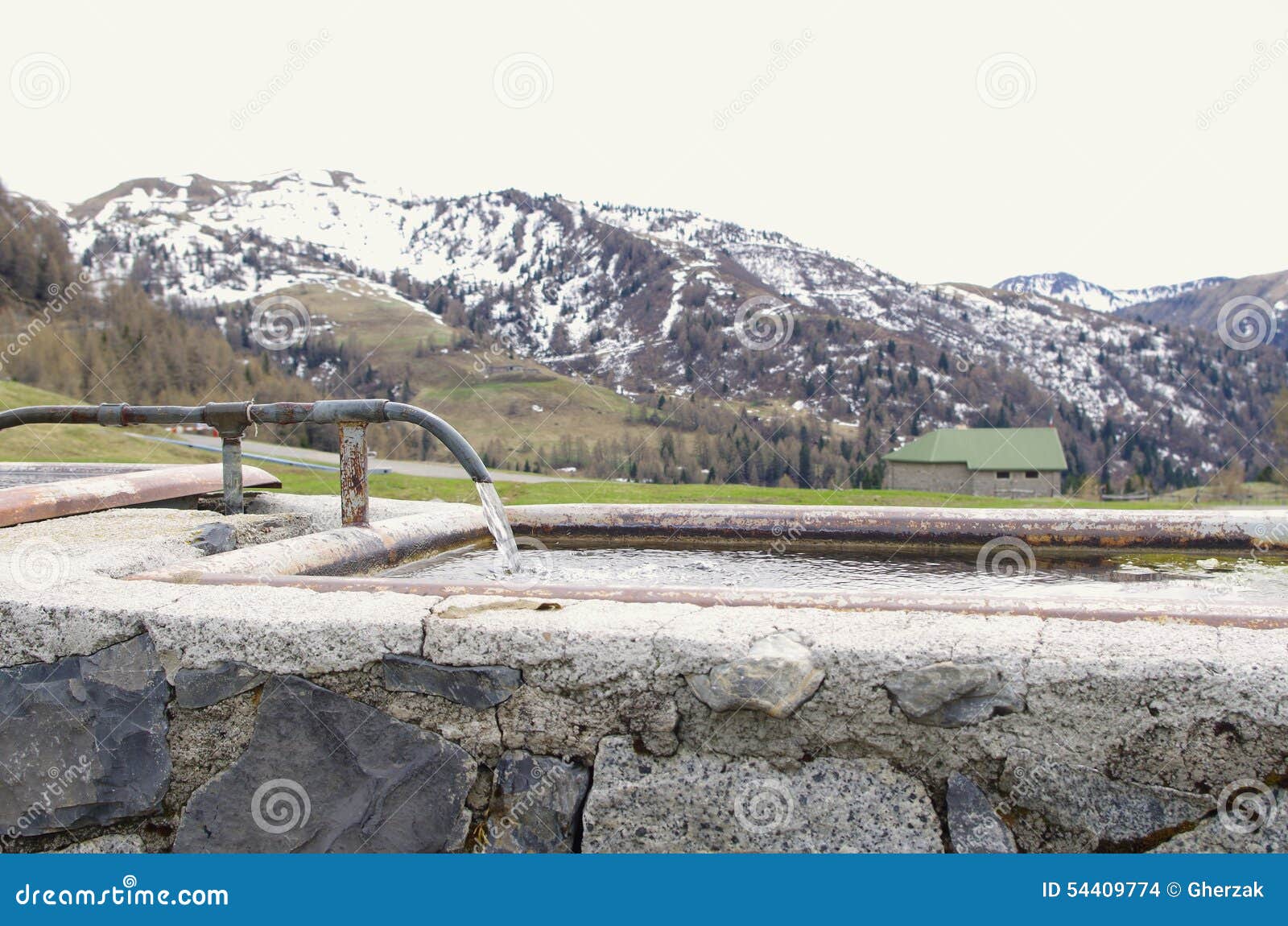 Watering place in the Alps stock photo. Image of cows - 54409774