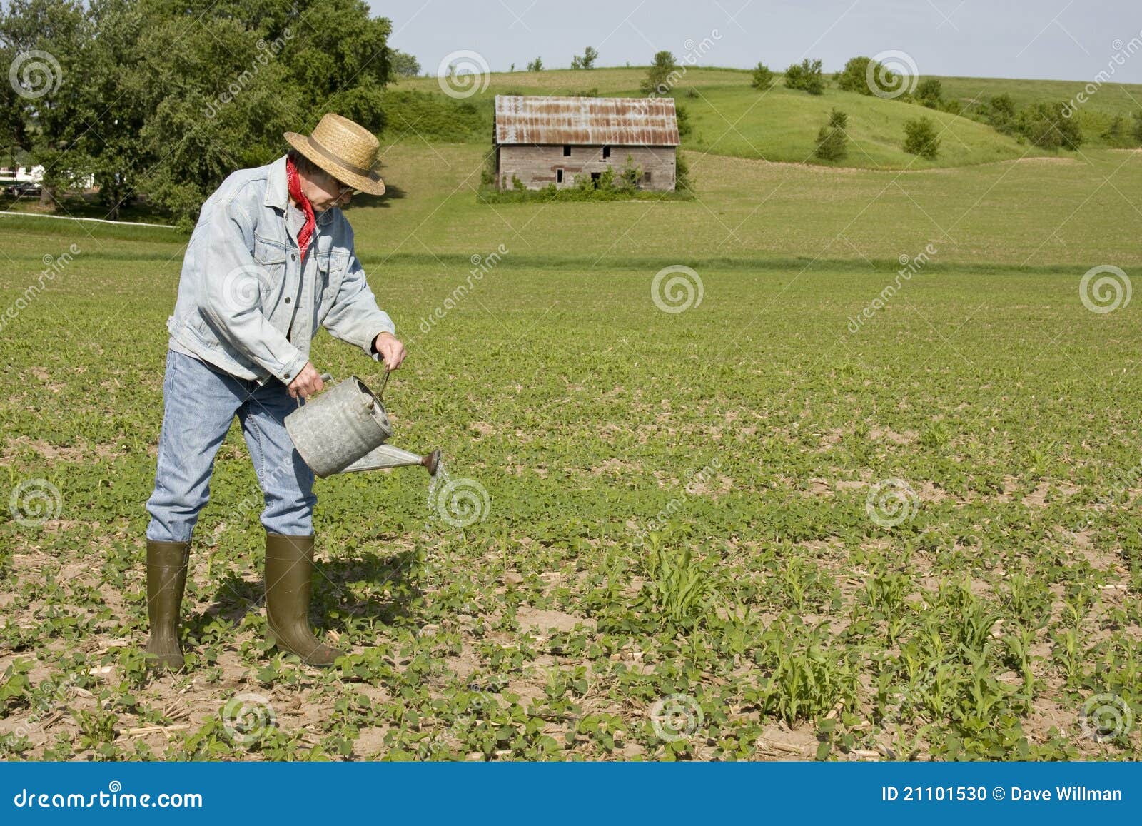 Watering plants stock photo. Image of water, crops, drought - 21101530
