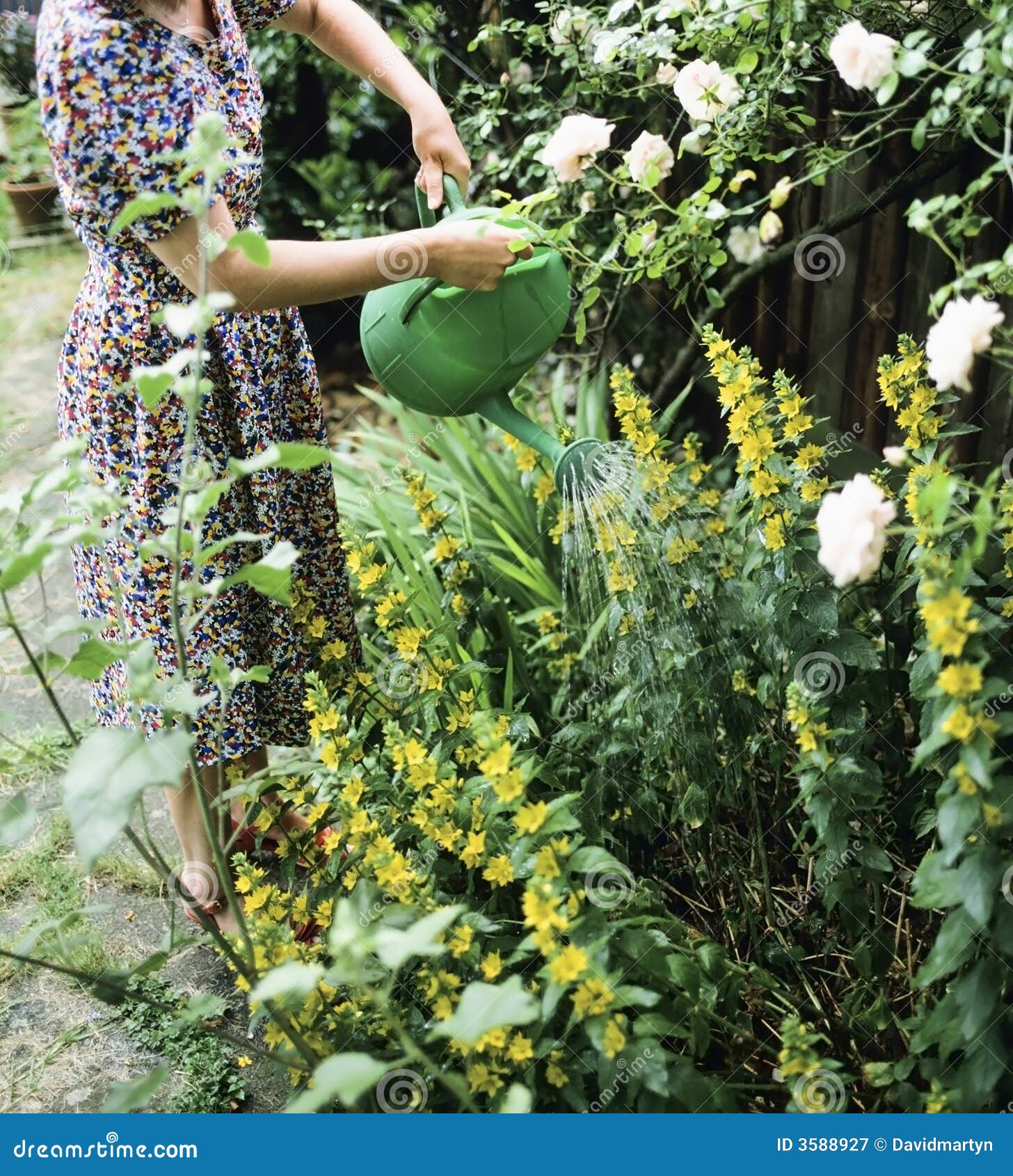 Watering plants stock image. Image of gardening, drought - 3588927