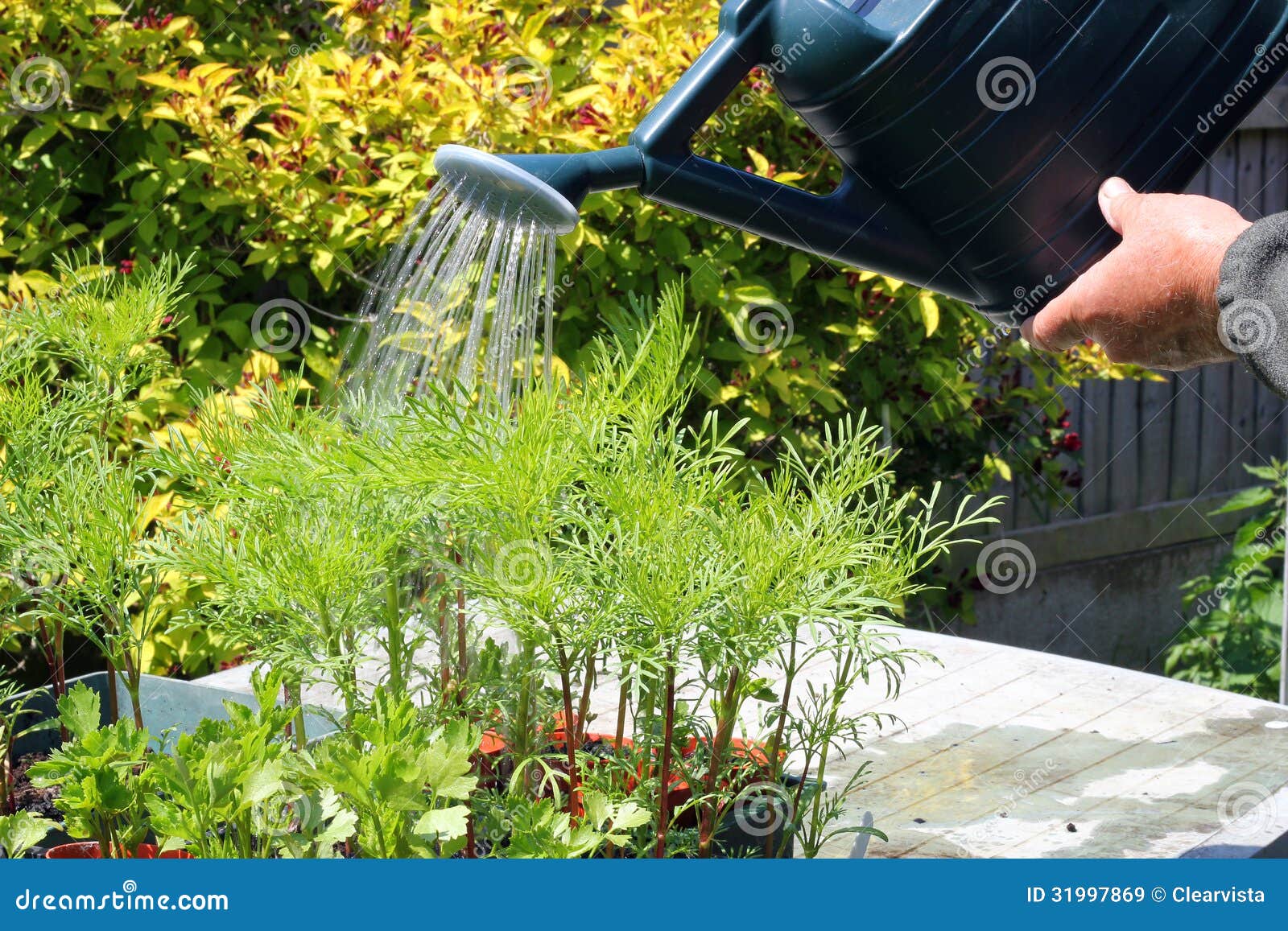 Watering plants closeup. stock image. Image of garden - 31997869