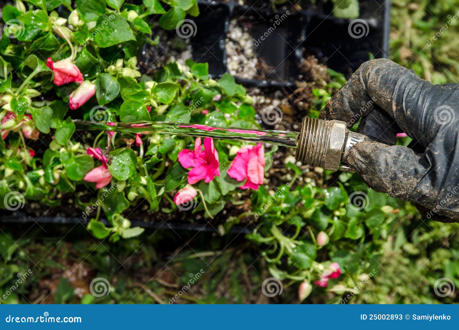 Watering plants in garden stock image. Image of garden - 25002893