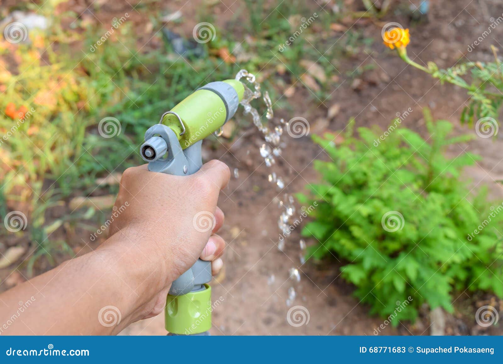 Watering the Plants with Spray Gun Stock Image - Image of irrigation ...