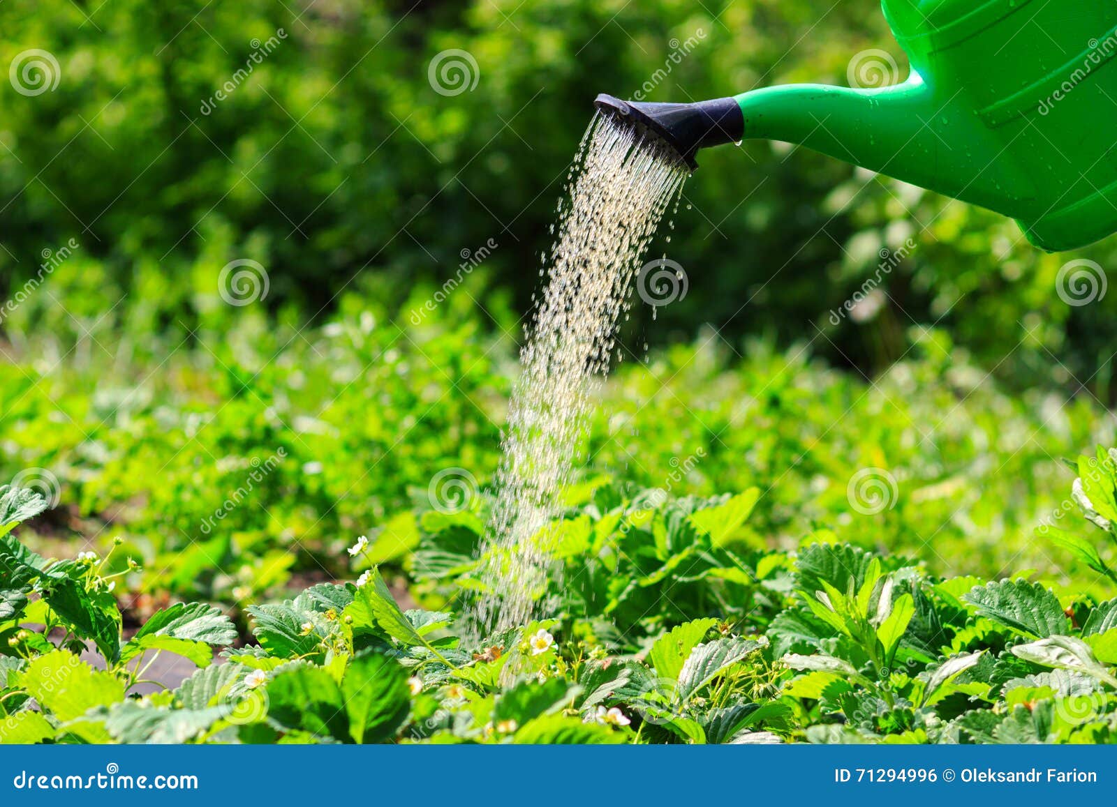 Watering Plants, Strawberries in the Garden. Spring Outdoors Stock ...