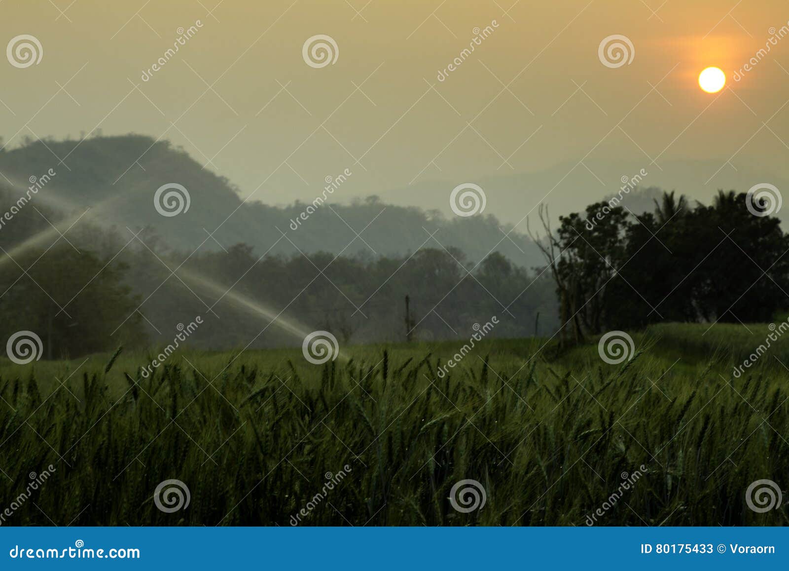 Watering rice field stock image. Image of fresh, grass - 80175433