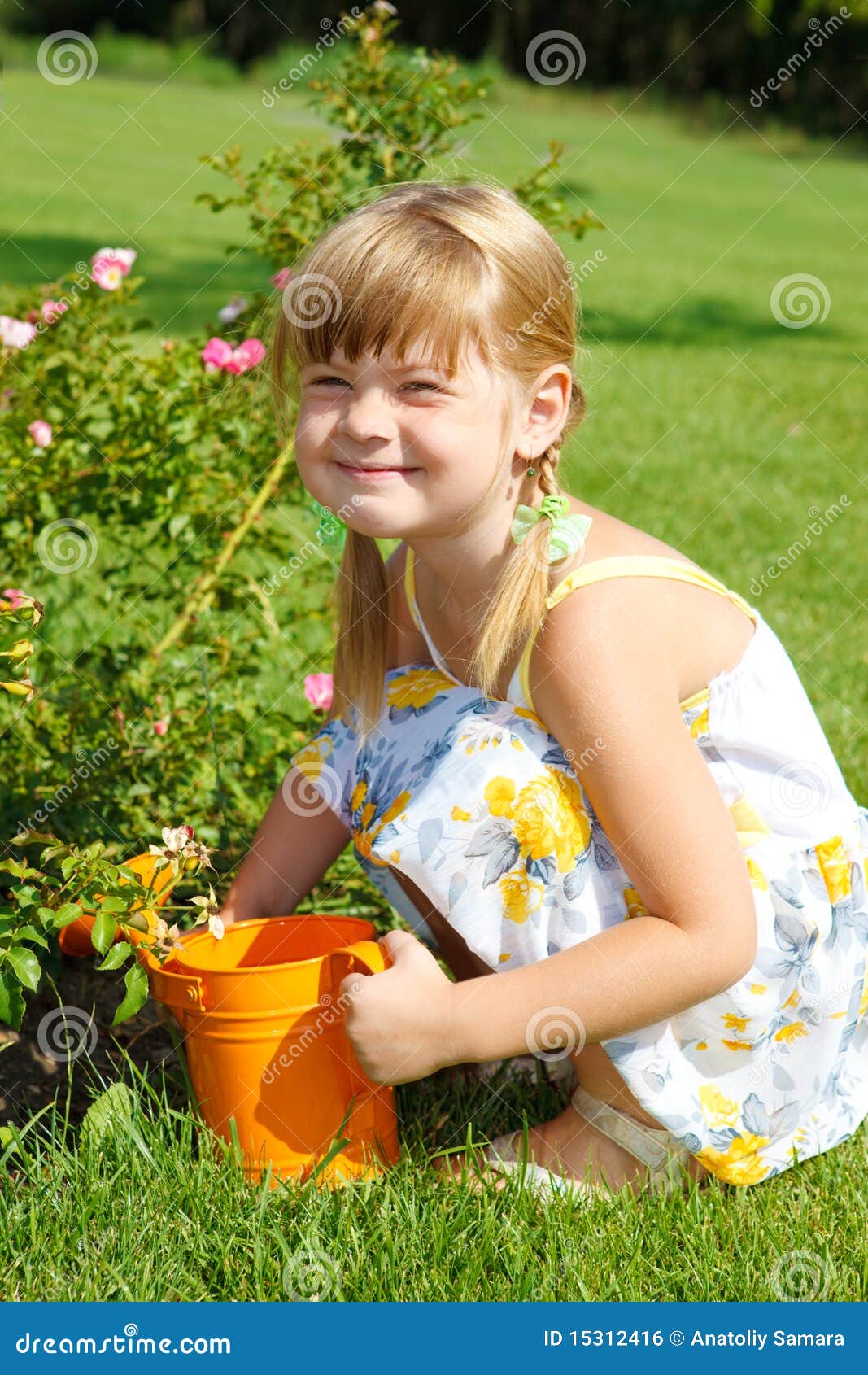 Watering roses stock photo. Image of natural, grass, care - 15312416
