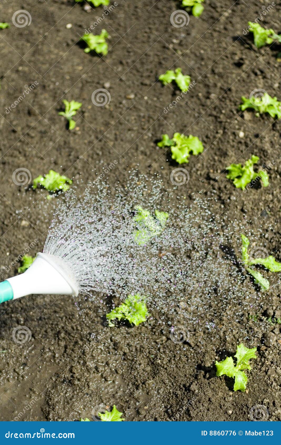 Watering seedling plants stock photo. Image of plants - 8860776