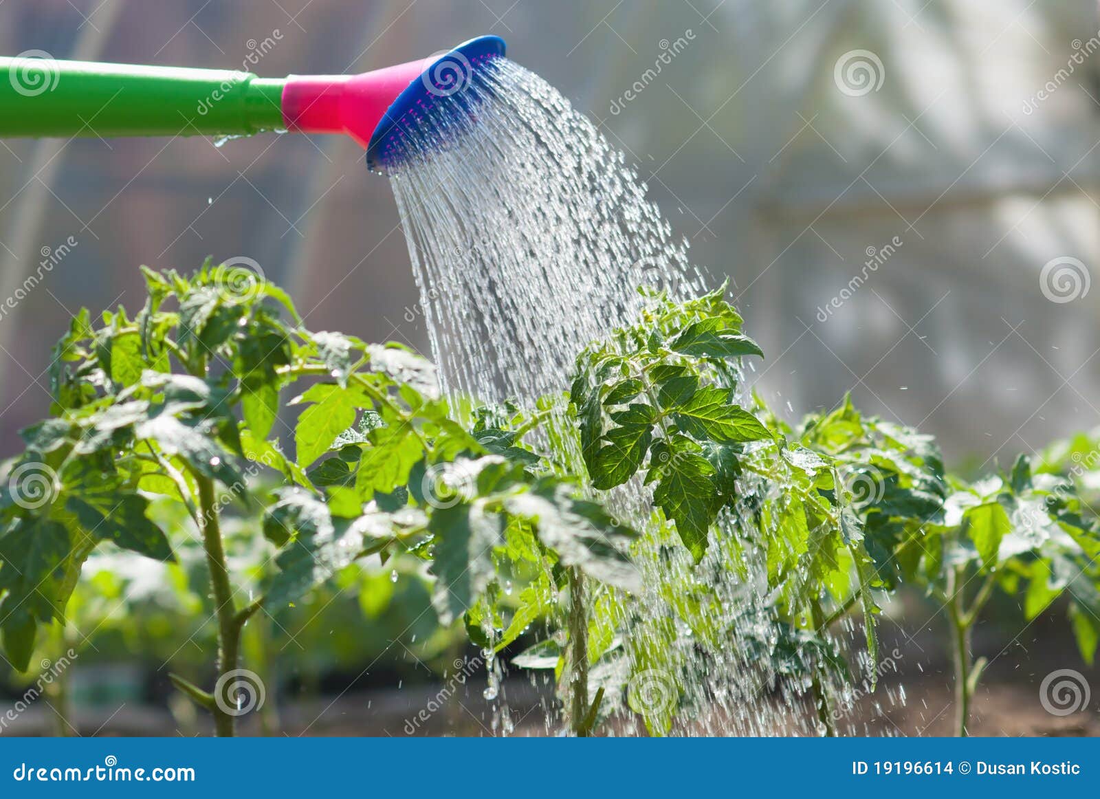 Watering seedling tomato stock photo. Image of greenhouse - 19196614