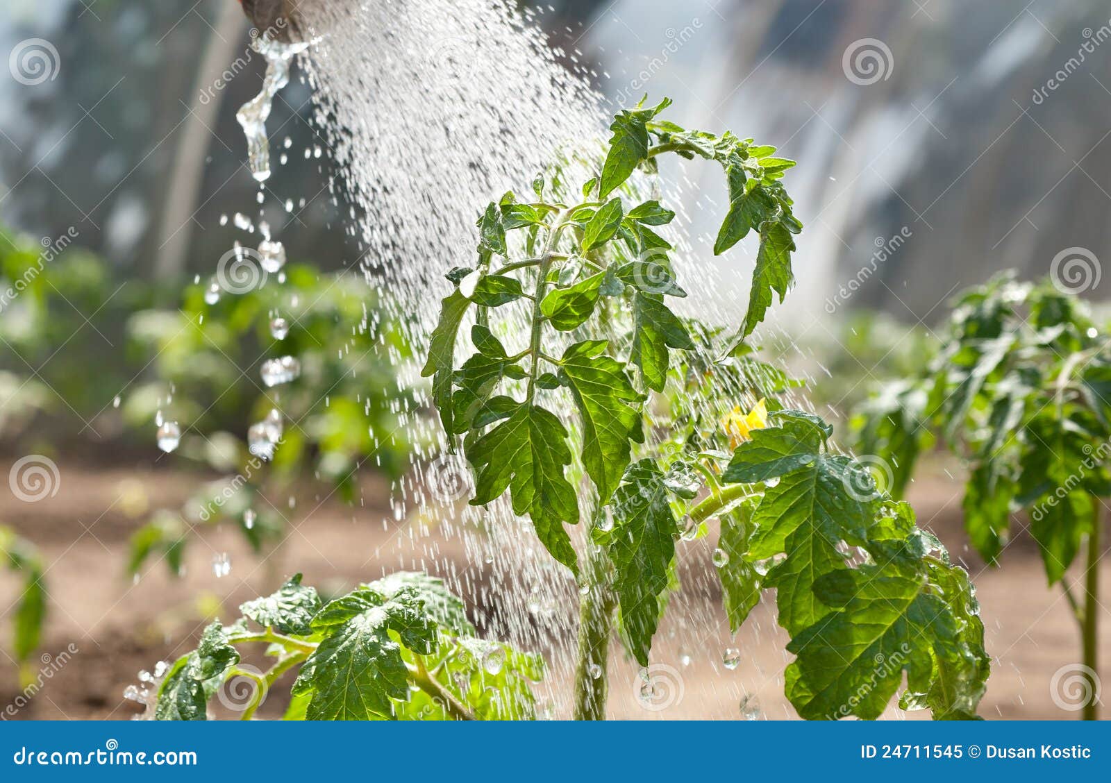 Watering seedling tomato stock image. Image of growth - 24711545