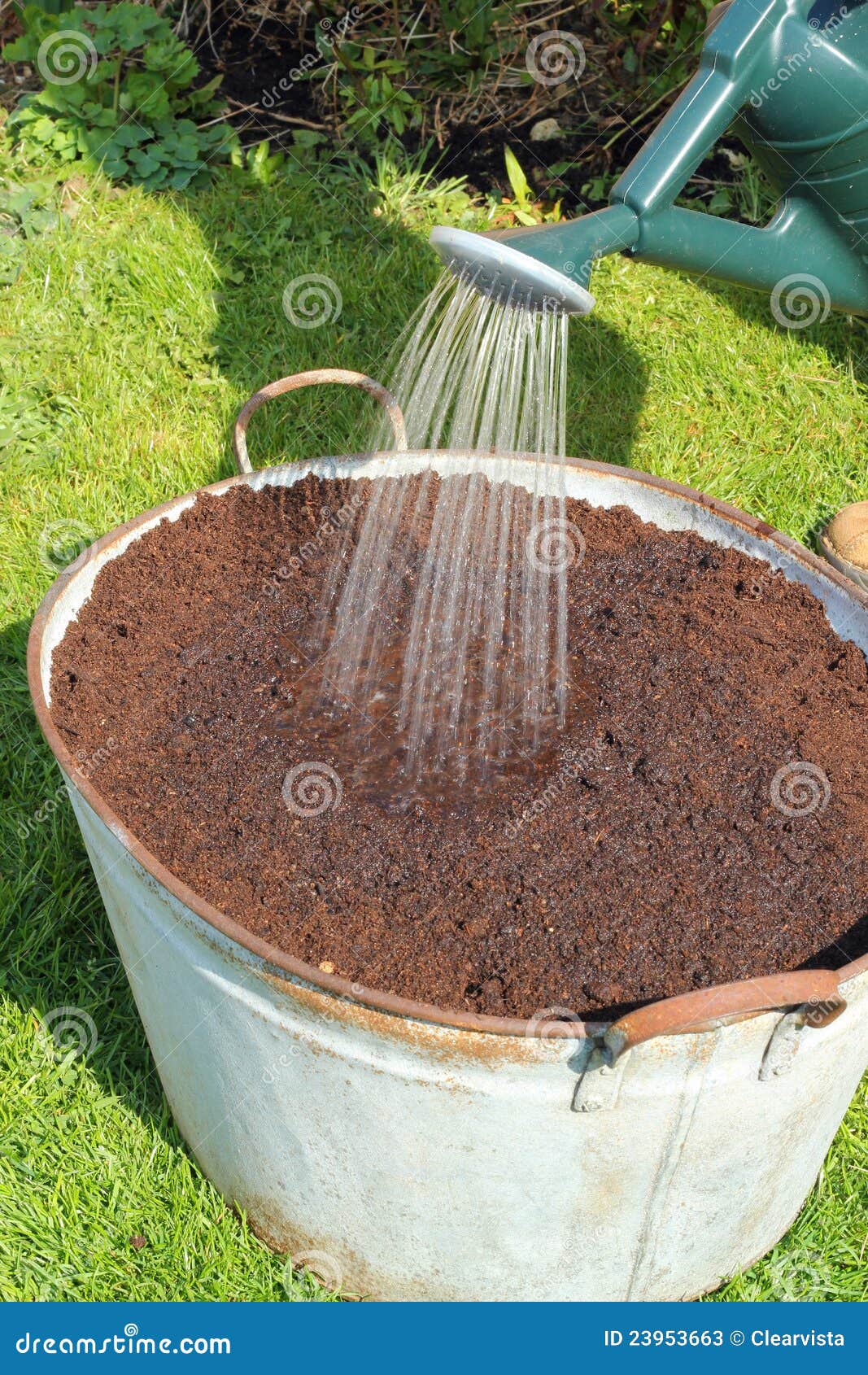 Watering Seeds in a Backyard Container. Stock Image - Image of compost ...