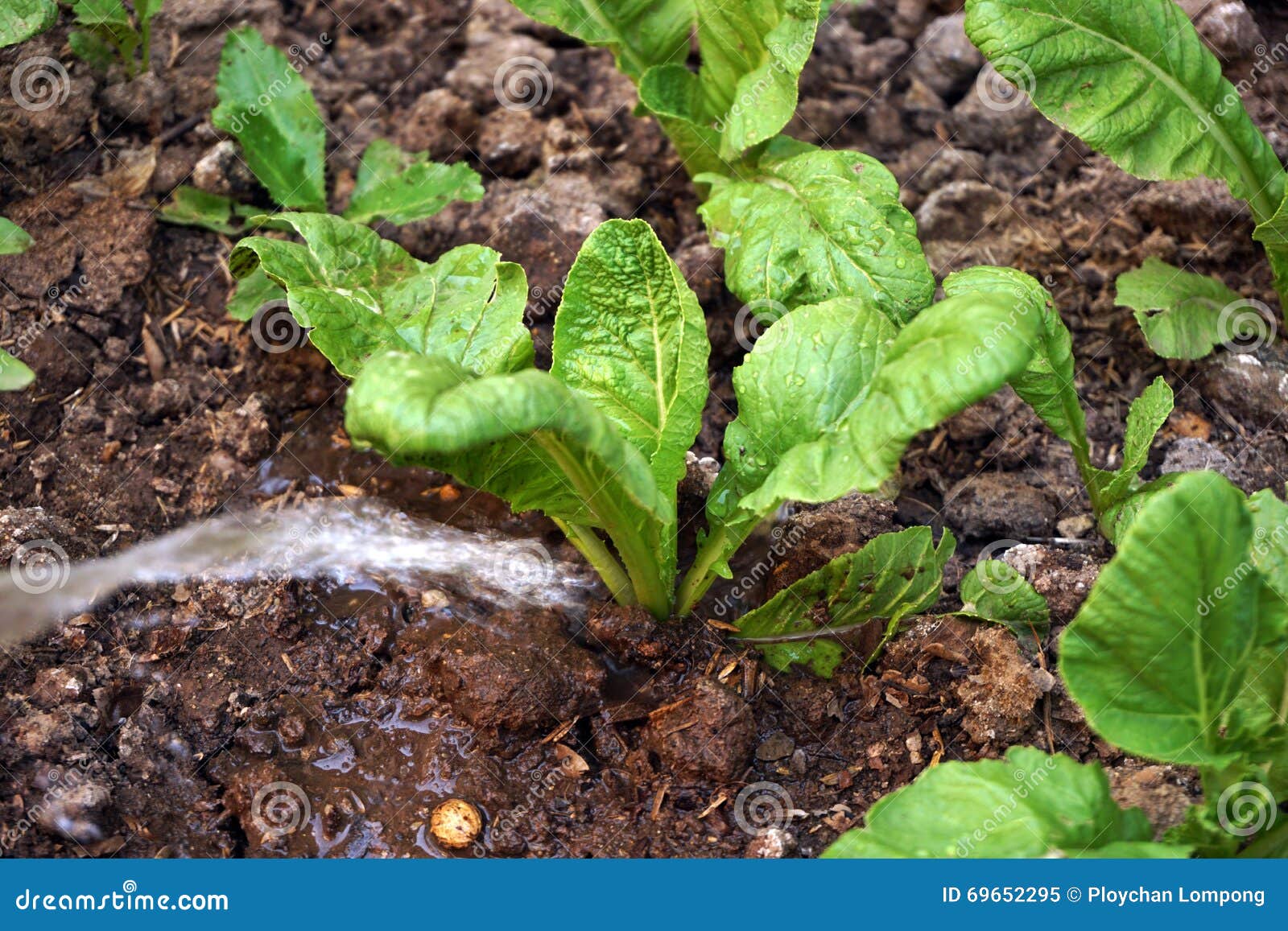 Watering small Plant stock image. Image of plant, land - 69652295