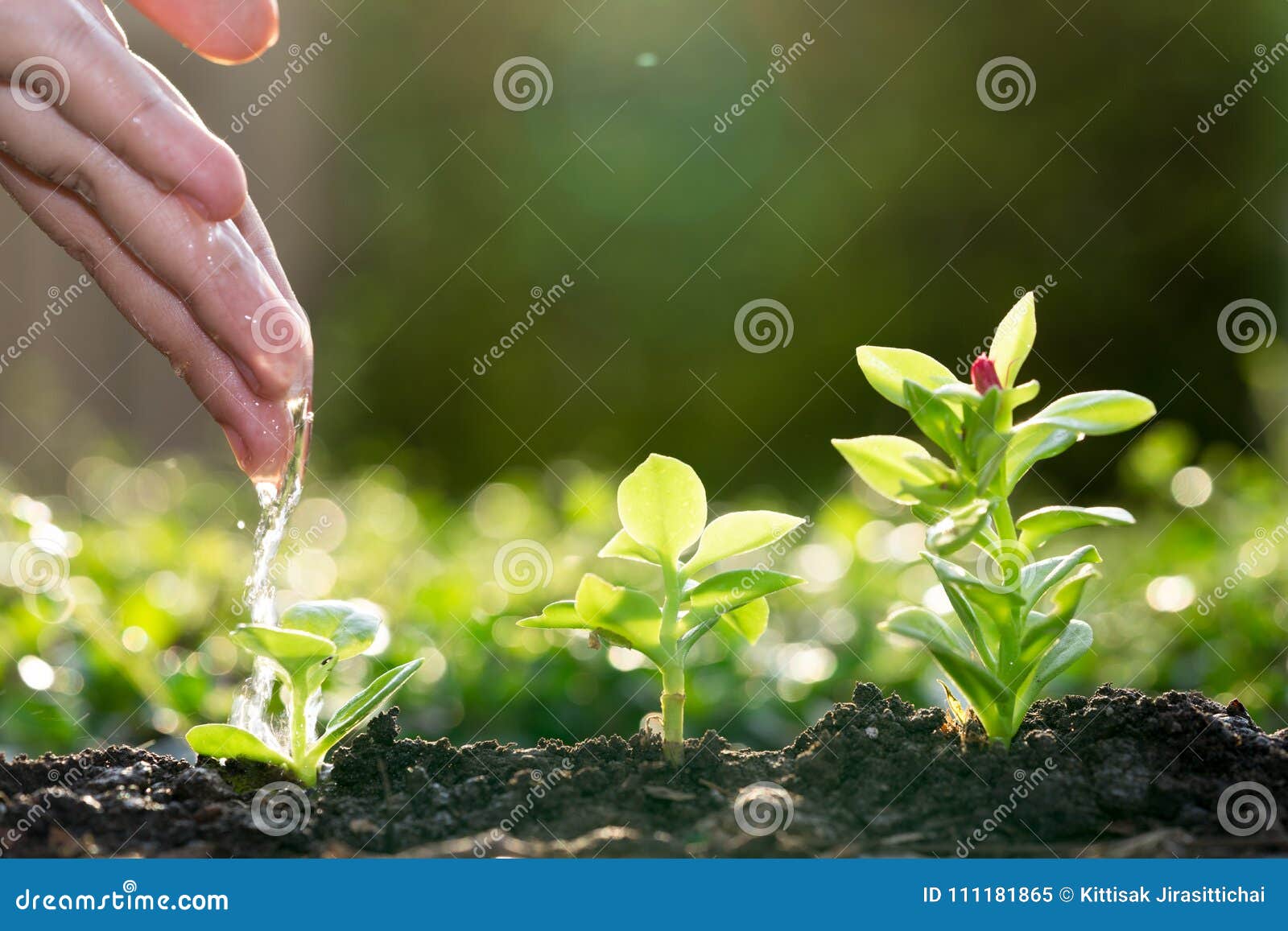 Watering Small Trees with Drop Under Hands. Stock Image - Image of ...