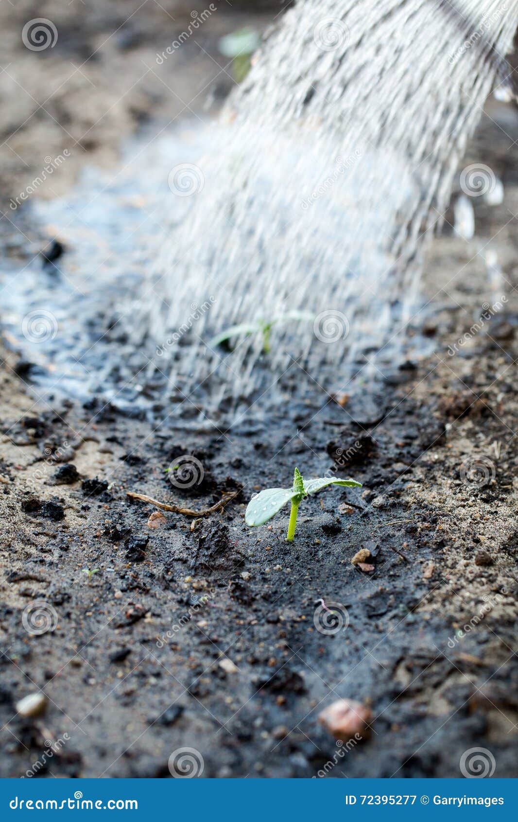 Watering the Soil of Young Plant in Garden. Stock Image - Image of ...
