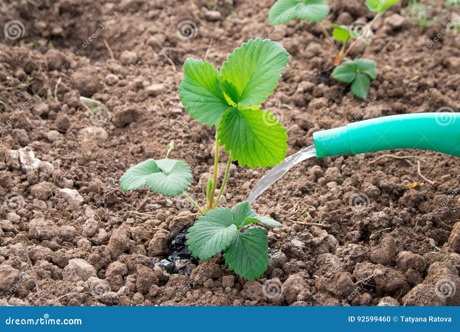 Watering Strawberry Sprout from Watering Can Stock Photo - Image of ...