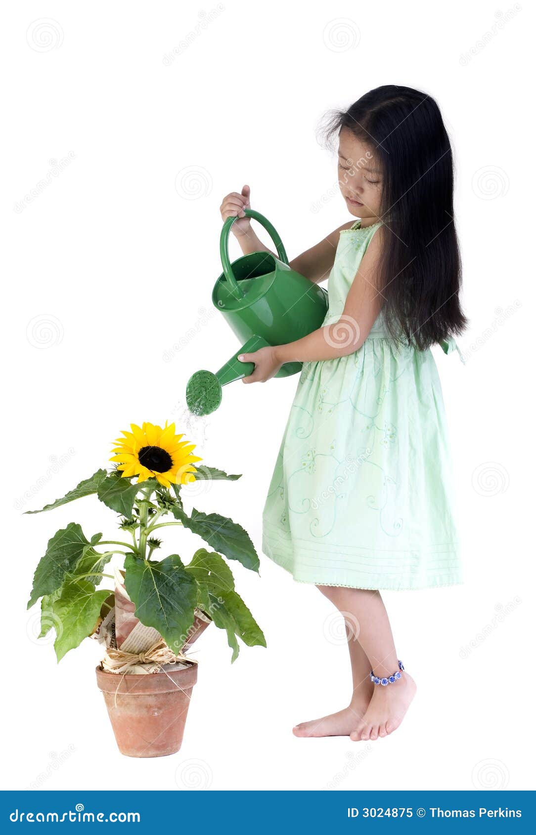 Watering the sunflower stock image. Image of hobby, landscape - 3024875