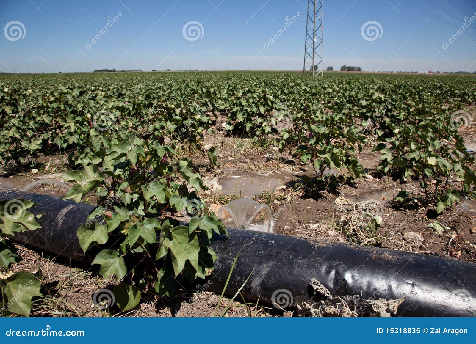 Watering system stock image. Image of agriculture, grow - 15318835