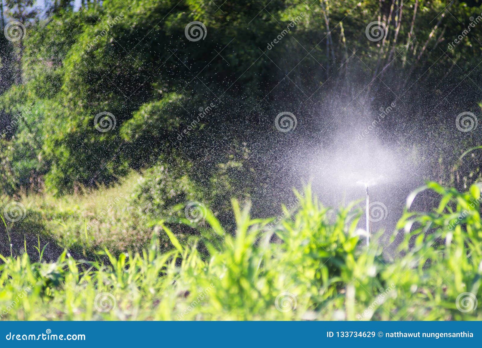 Watering System for Corn Plants.fast Growing Corn Stock Image - Image ...