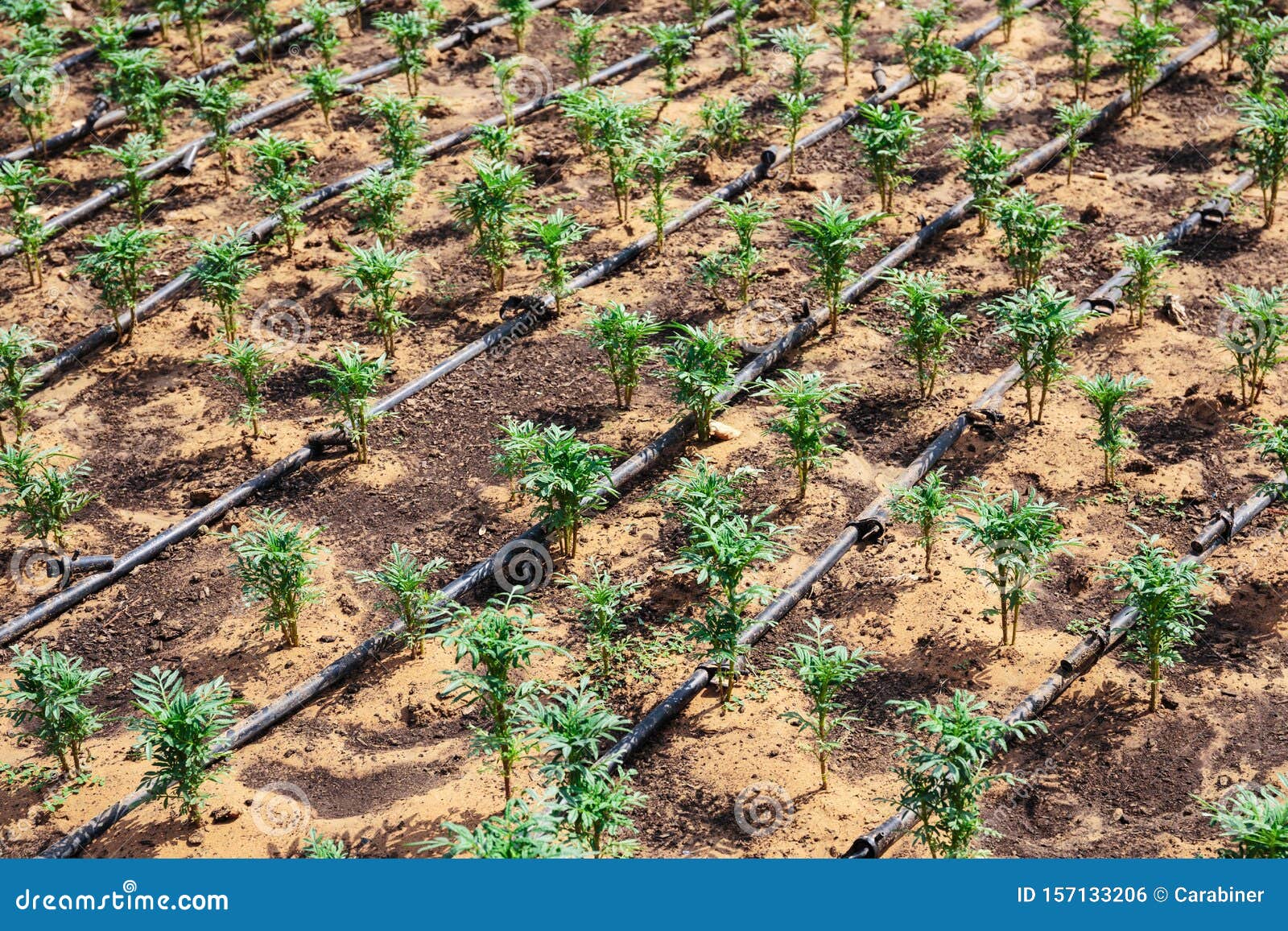 Watering system stock photo. Image of outdoors, gardening - 157133206