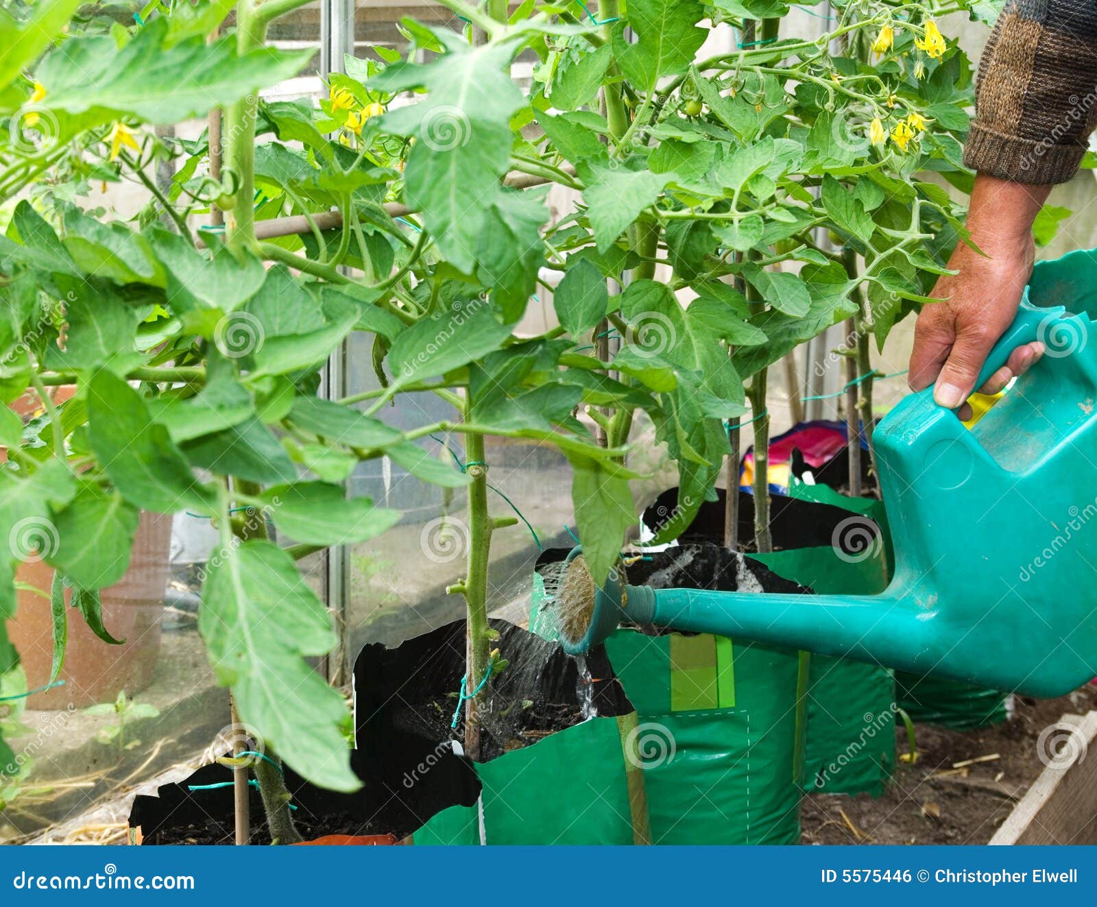Watering Tomato Plants stock photo. Image of watering - 5575446