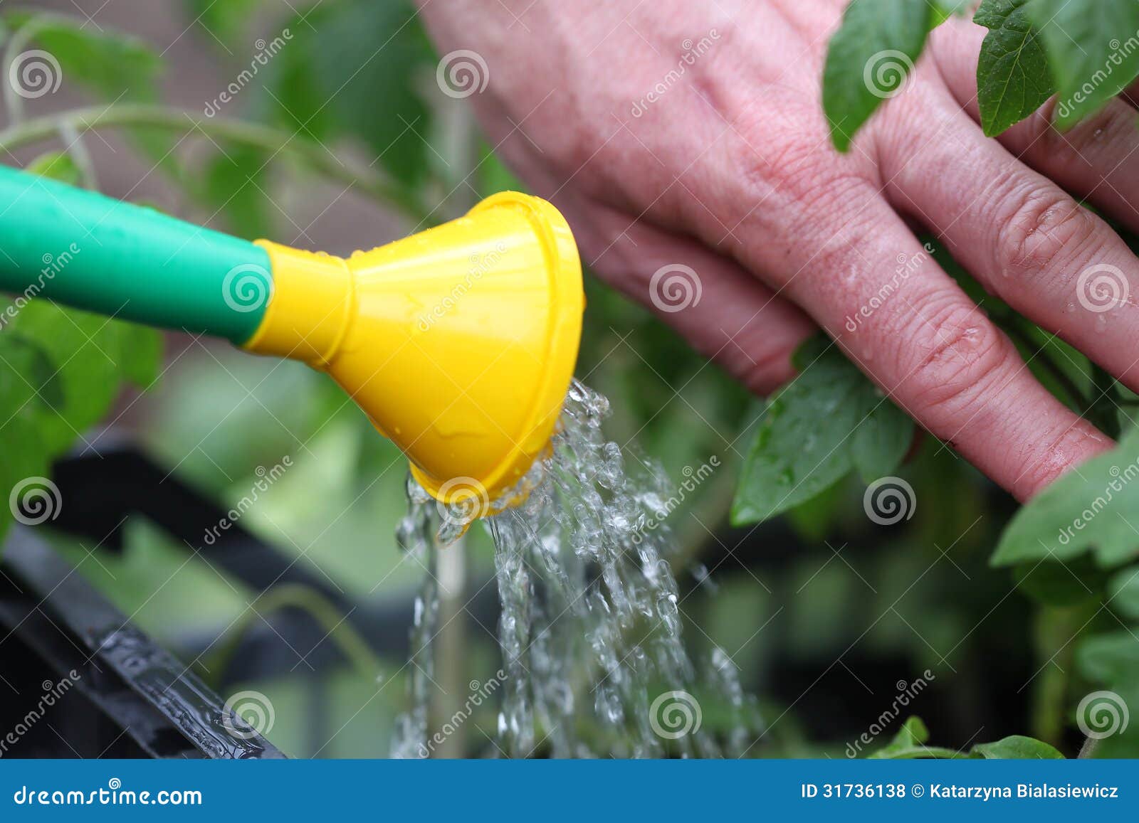 Watering tomato seedlings stock photo. Image of organic - 31736138
