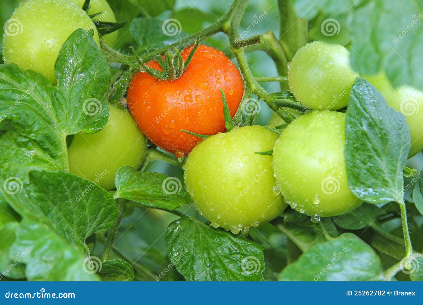 Watering Tomatoes stock photo. Image of green, healthy - 25262702