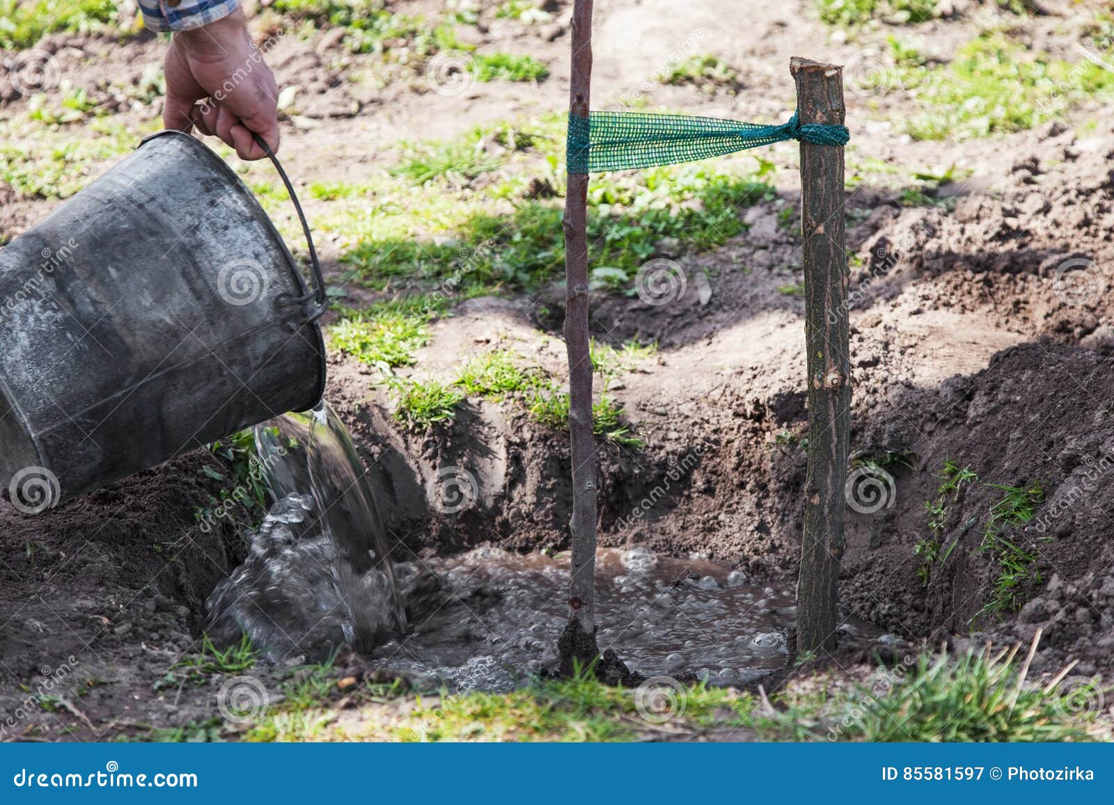 Watering Tree Seedlings after Planting Stock Image - Image of grow ...