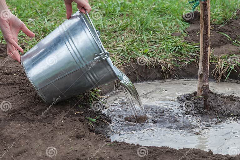 Watering Tree Seedlings after Planting Stock Photo - Image of ...