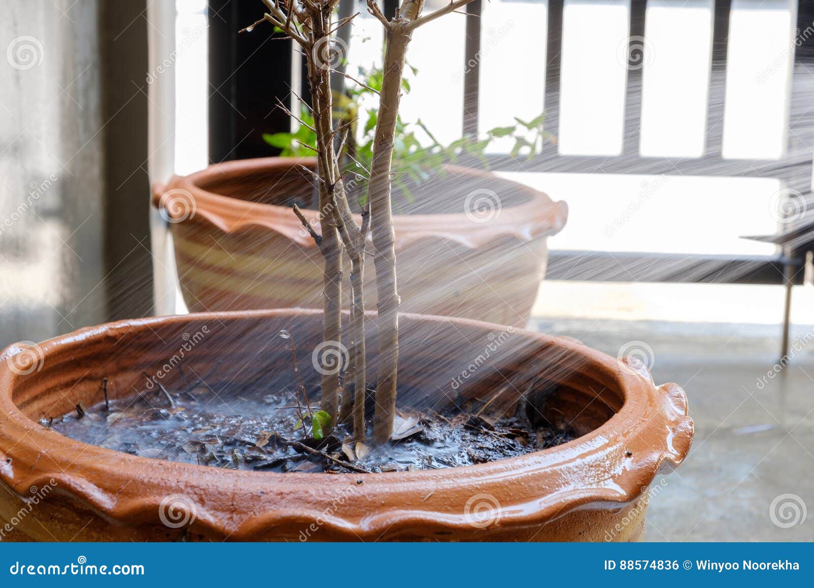 Watering a tree. stock photo. Image of environment, wilt - 88574836
