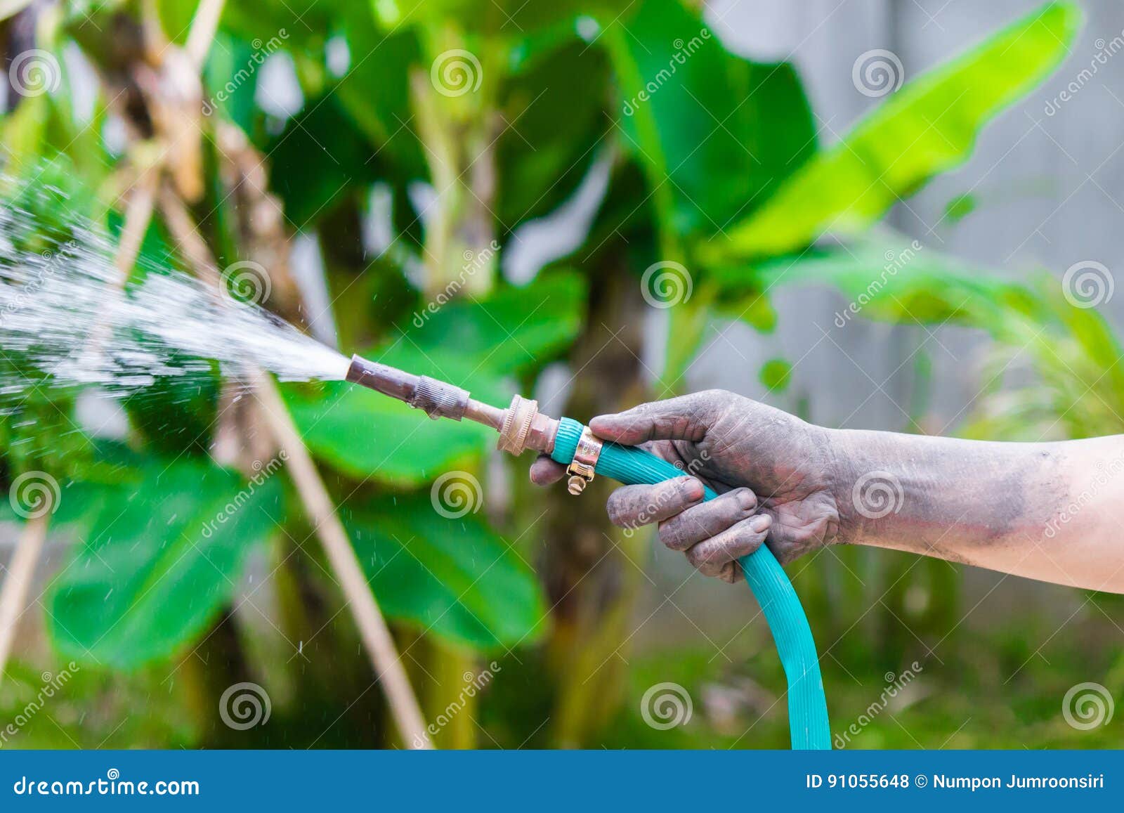 Watering the Trees Pumping through Rubber Tube. Stock Photo - Image of ...