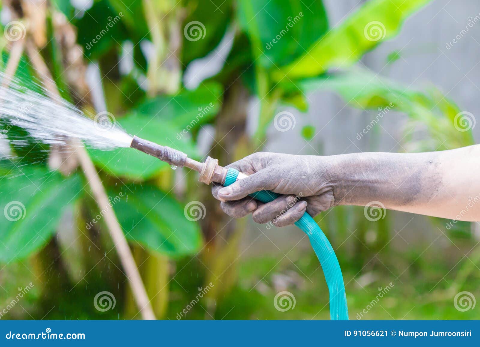 Watering the Trees Pumping through Rubber Tube. Stock Image - Image of ...