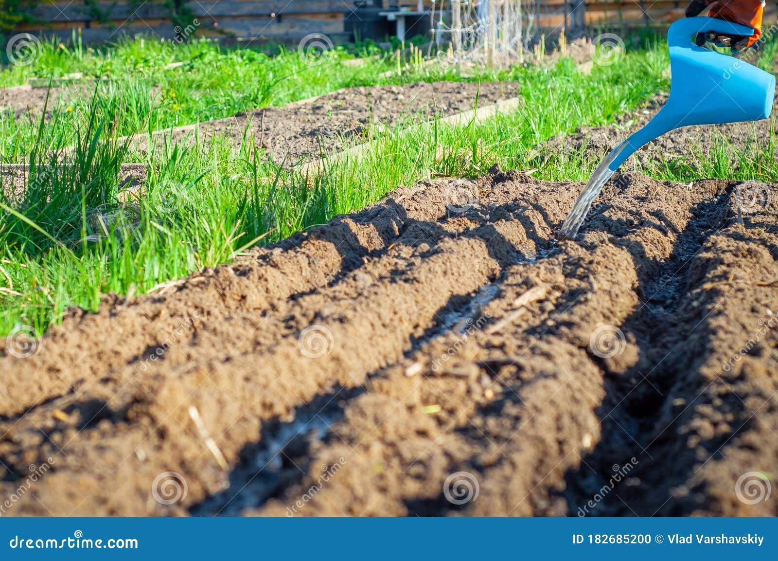 Watering the Trenches in the Garden with a Special Fertilizer Solution ...