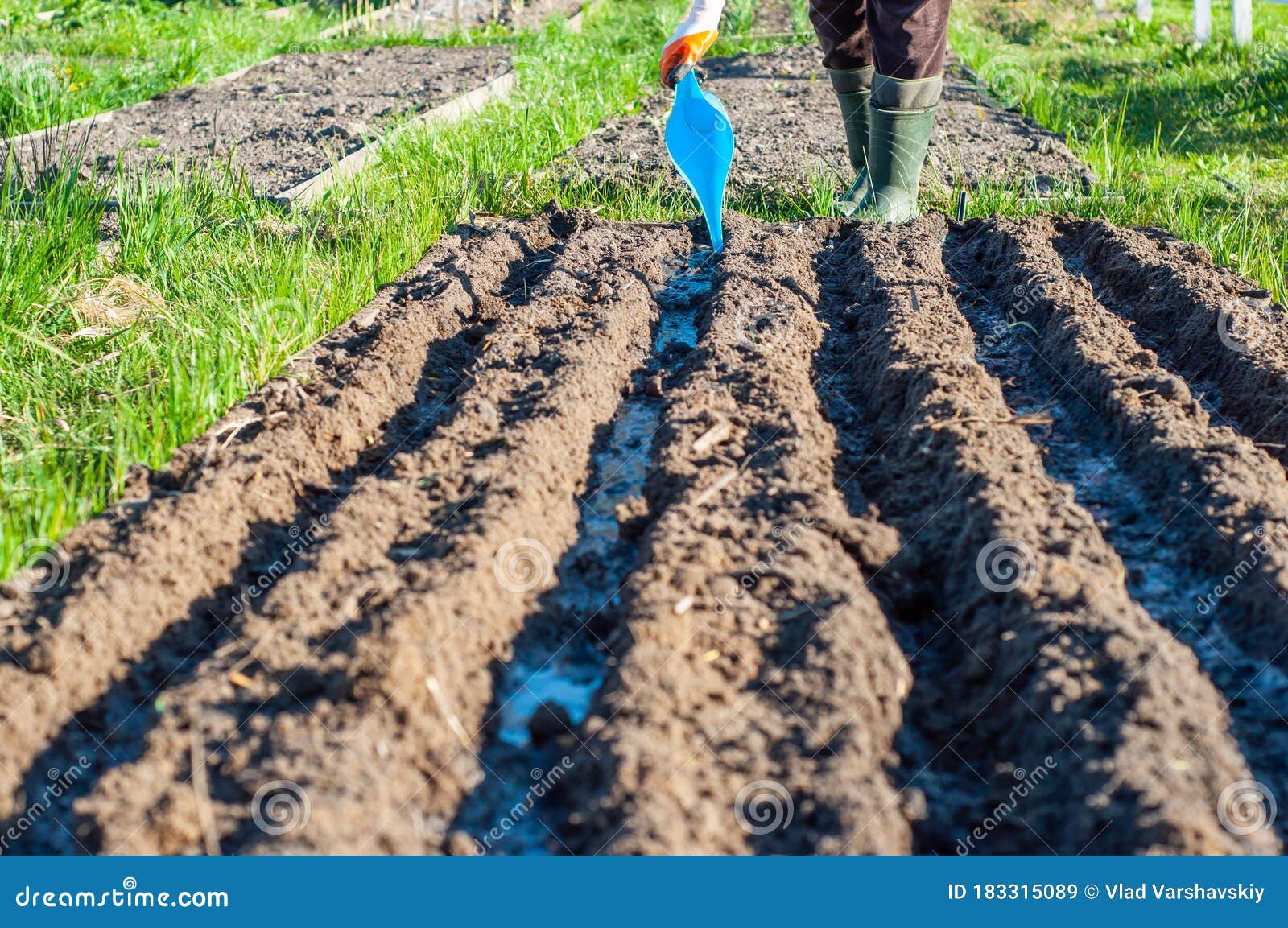 Watering the Trenches in the Garden with a Special Fertilizer Solution ...