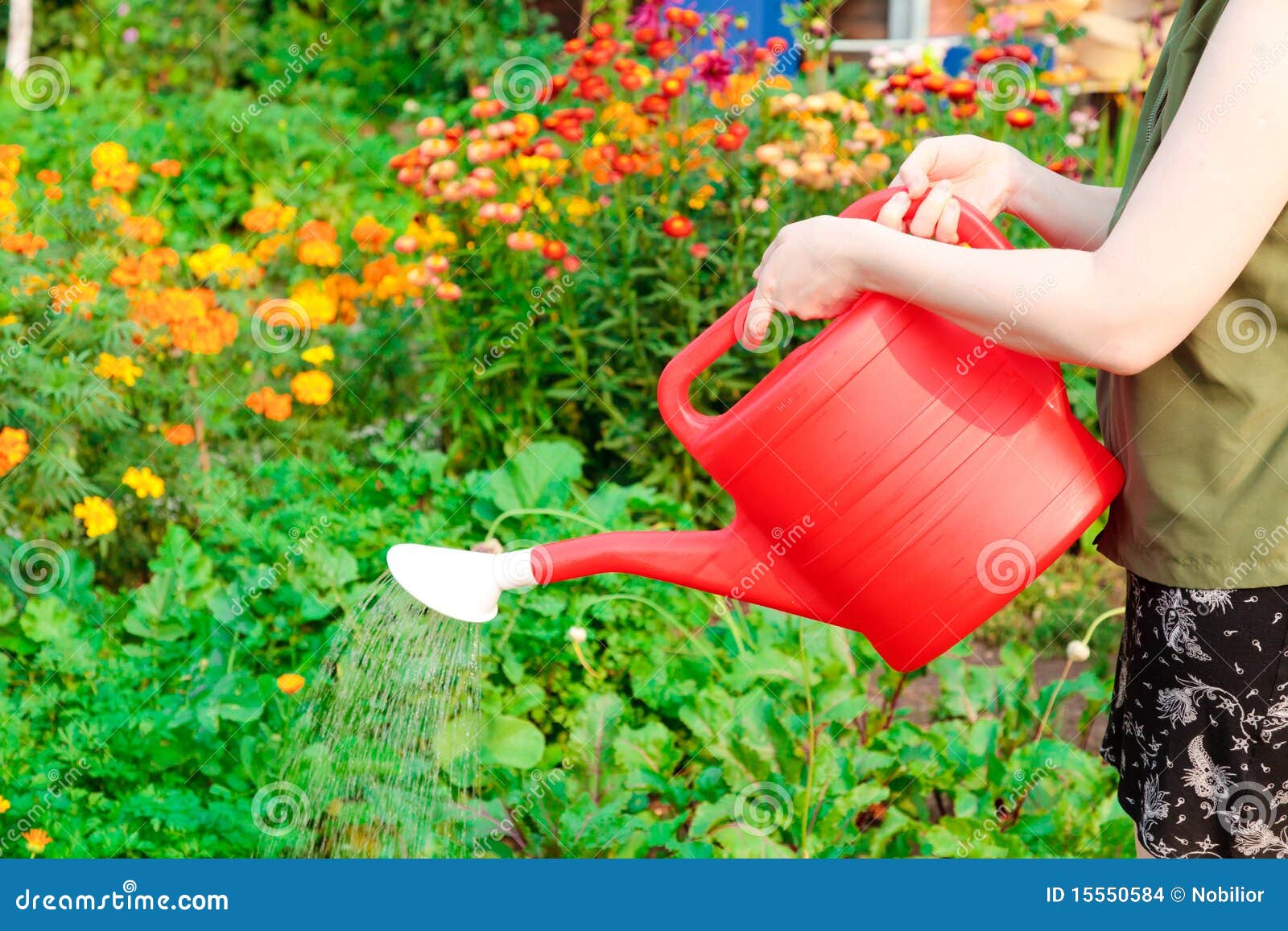 Watering vegetables stock photo. Image of concepts, beetroot - 15550584