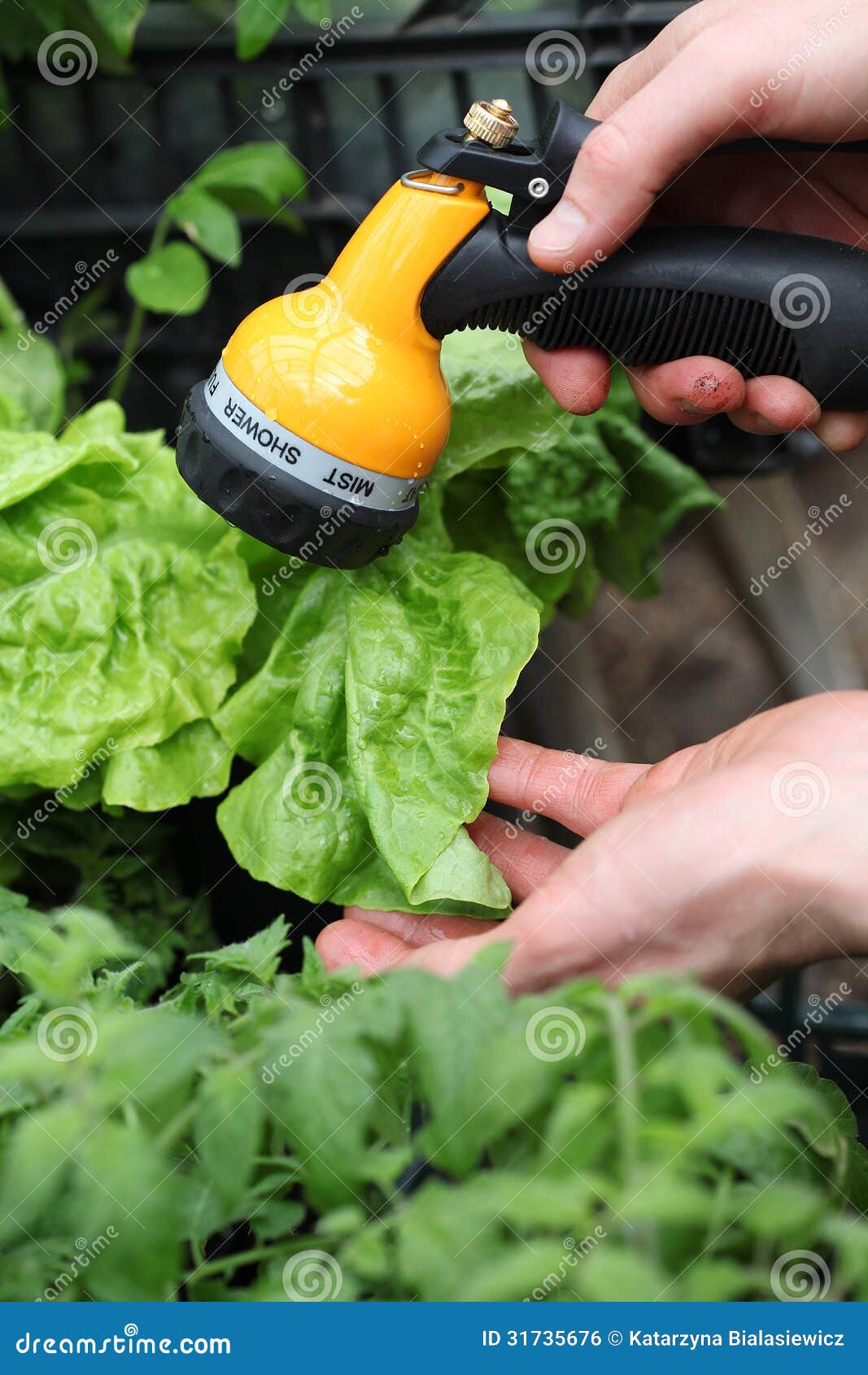 Watering Vegetables in Garden Stock Photo - Image of closeup, food ...