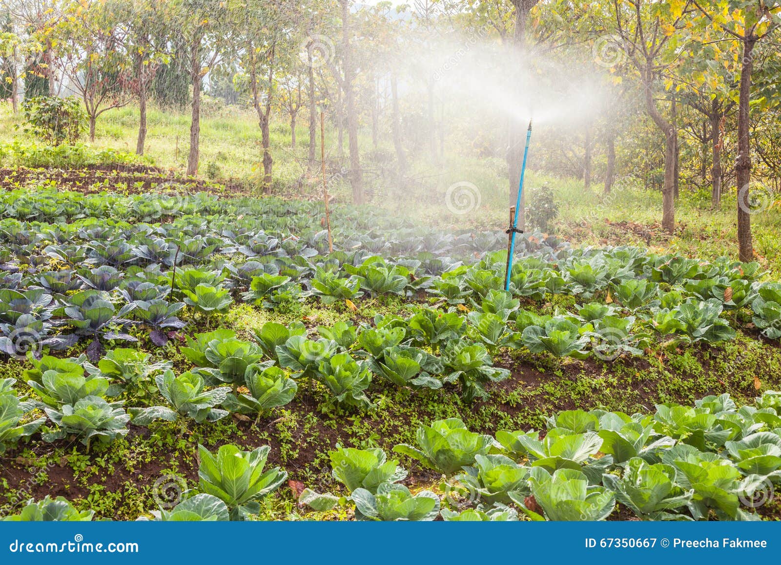 Watering vegetables stock image. Image of grass, mist - 67350667