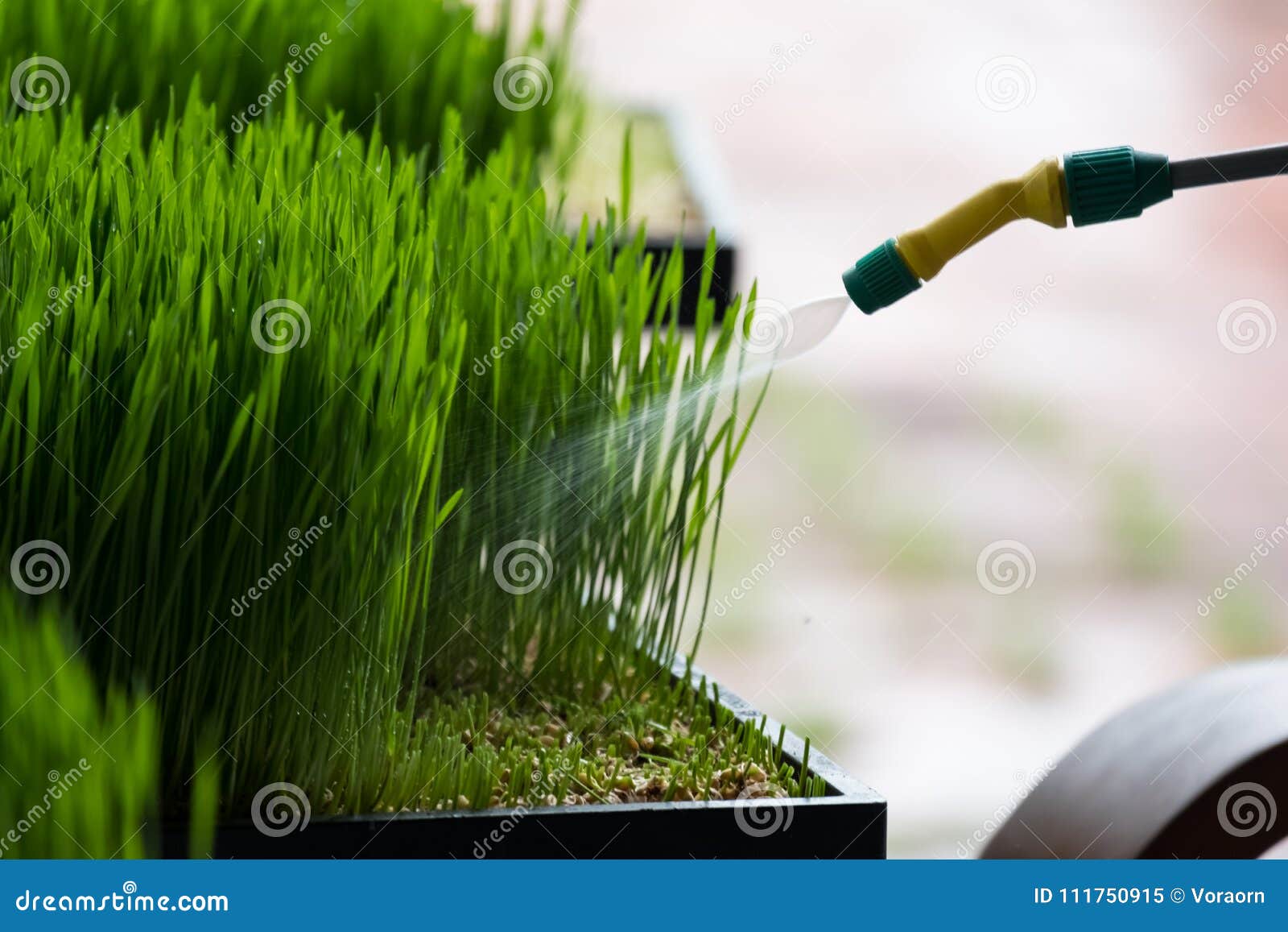 Watering wheat grass stock image. Image of growth, vitality - 111750915