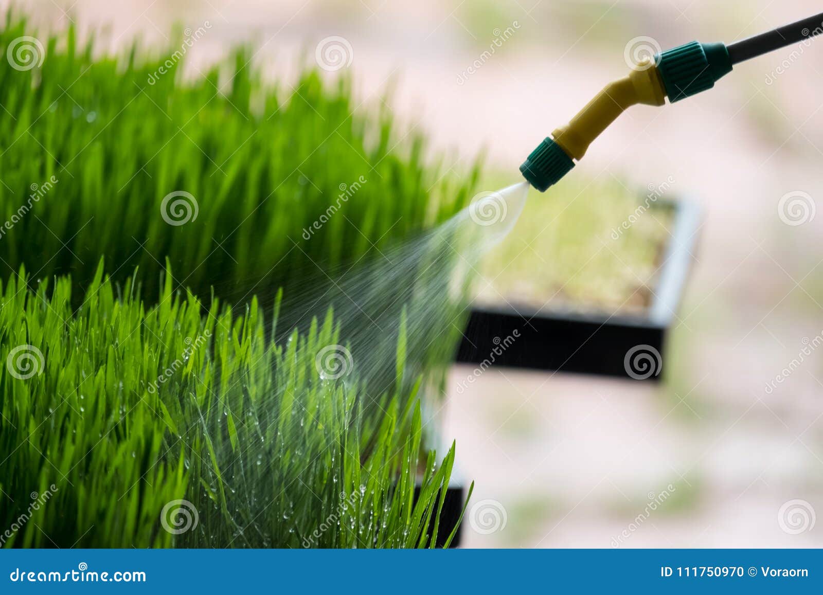 Watering wheat grass stock photo. Image of growth, watering - 111750970
