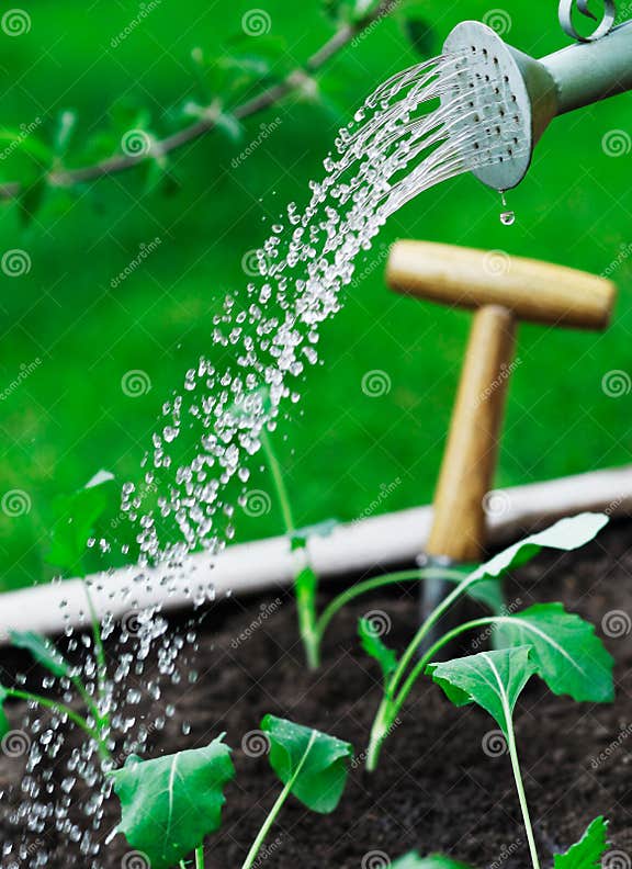 Watering young seedlings stock photo. Image of hole, cultivate - 24890616