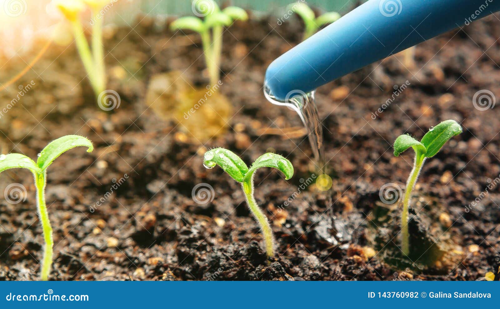 Watering Young Seedlings of Tomatoes in in Container. Plant Care ...