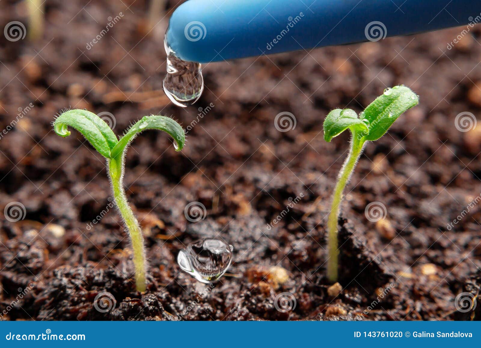 Watering Young Seedlings of Tomatoes in in Container. Plant Care ...