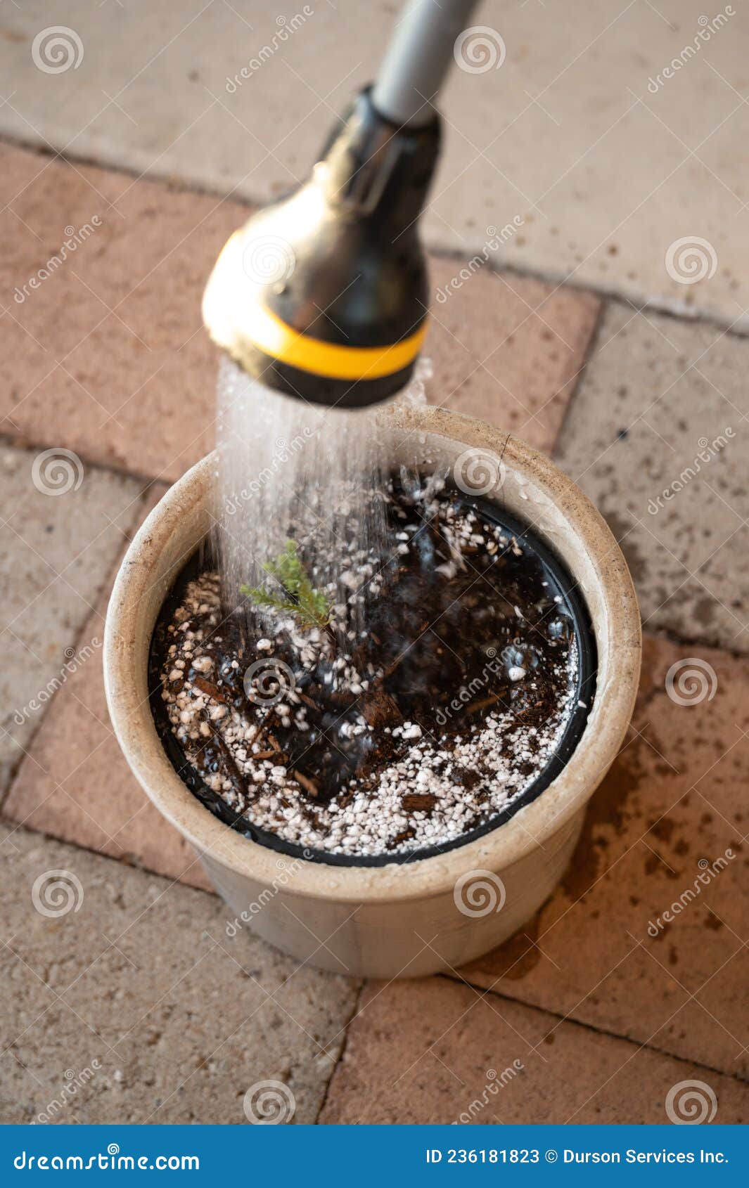 Watering a Young Sequoia Tree Sapling with a Water Nozzle Stock Image ...