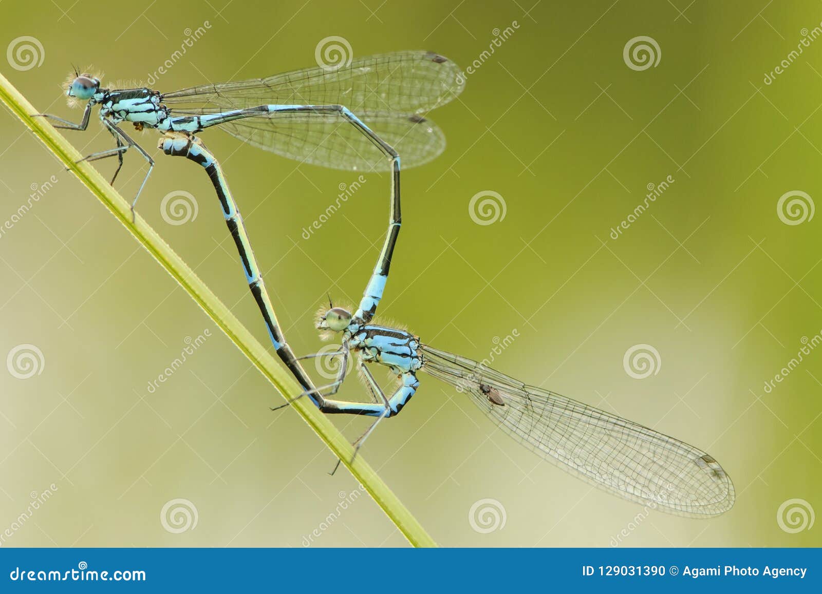 Waterjuffer De Variabele, Bluet Variable, Pulchellum De Coenagrion Foto ...